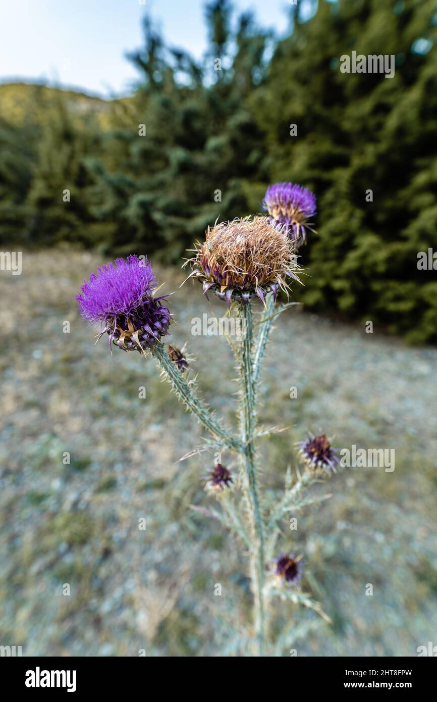Vertical shot of a beautiful violet cotton thistle (Onopordum acanthium ...