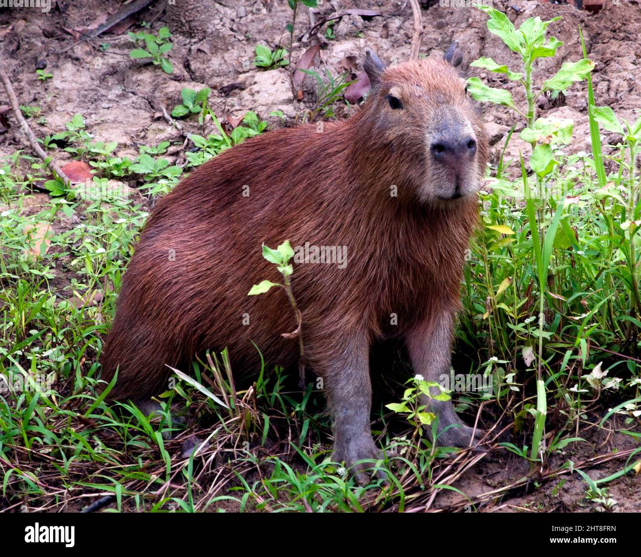 Closeup portrait of Capybara (Hydrochoerus hydrochaeris) resting on ...