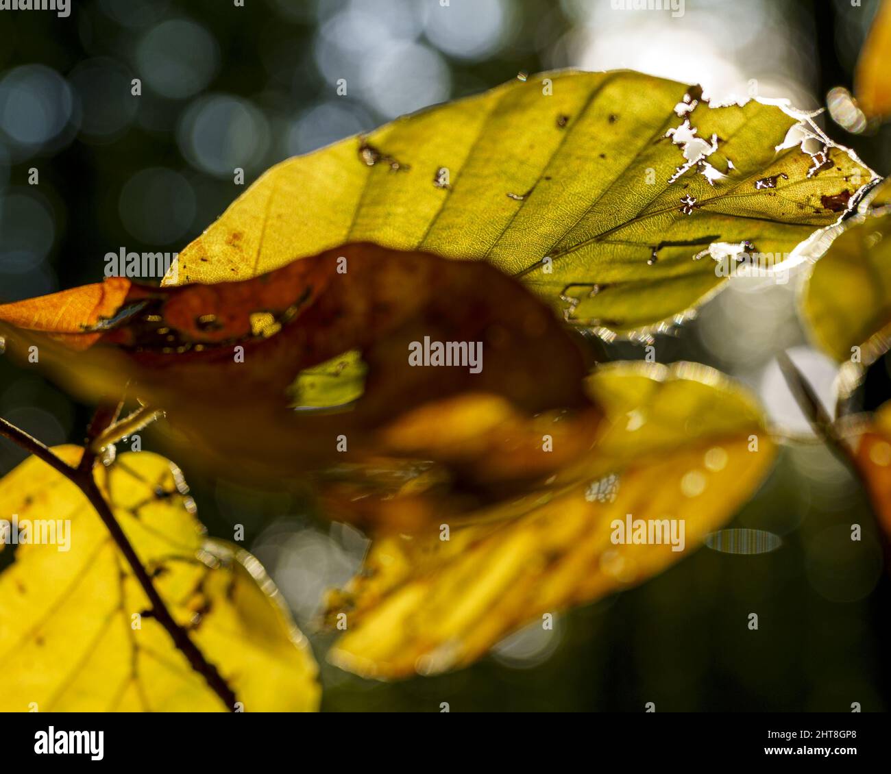 Closeup of damaged autumn leaves on a blurred background Stock Photo ...