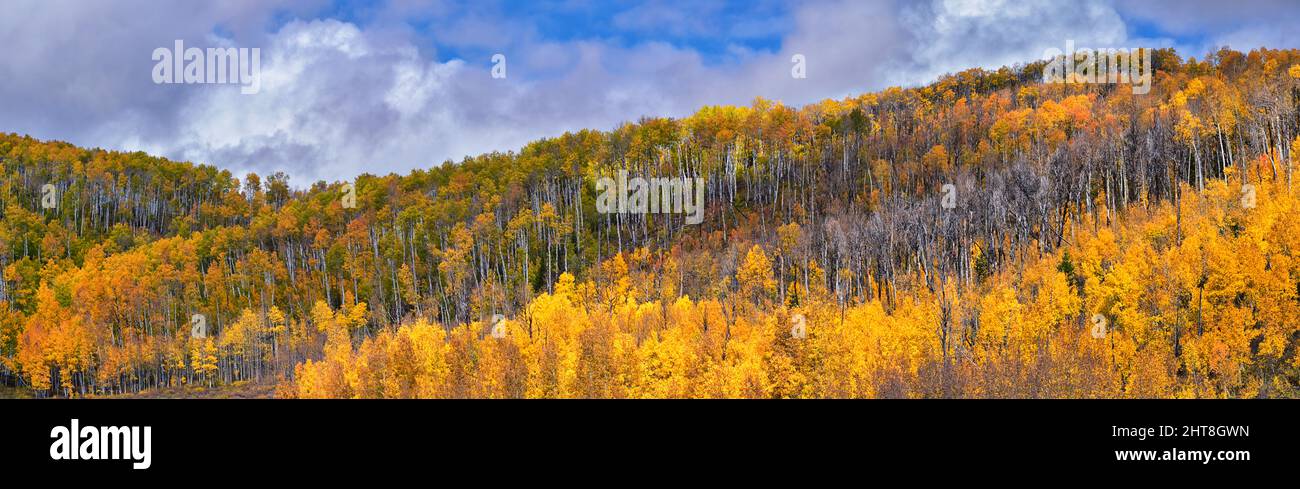 Daniels Summit autumn quaking aspen leaves by Strawberry Reservoir in ...