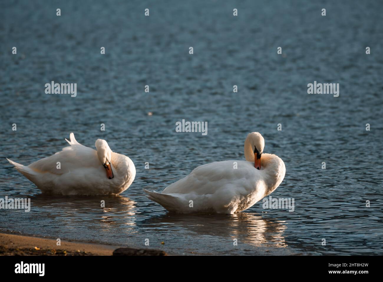 Closeup portrait of two white swans picking on their feathers while ...