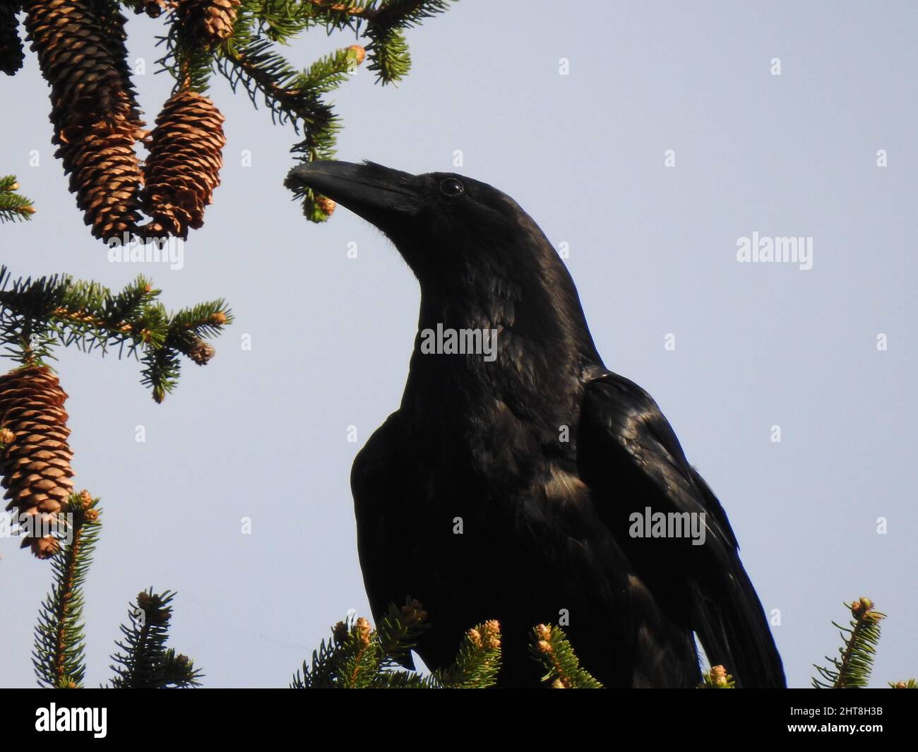 Crow with a coniferous tree needle in its mouth Stock Photo - Alamy