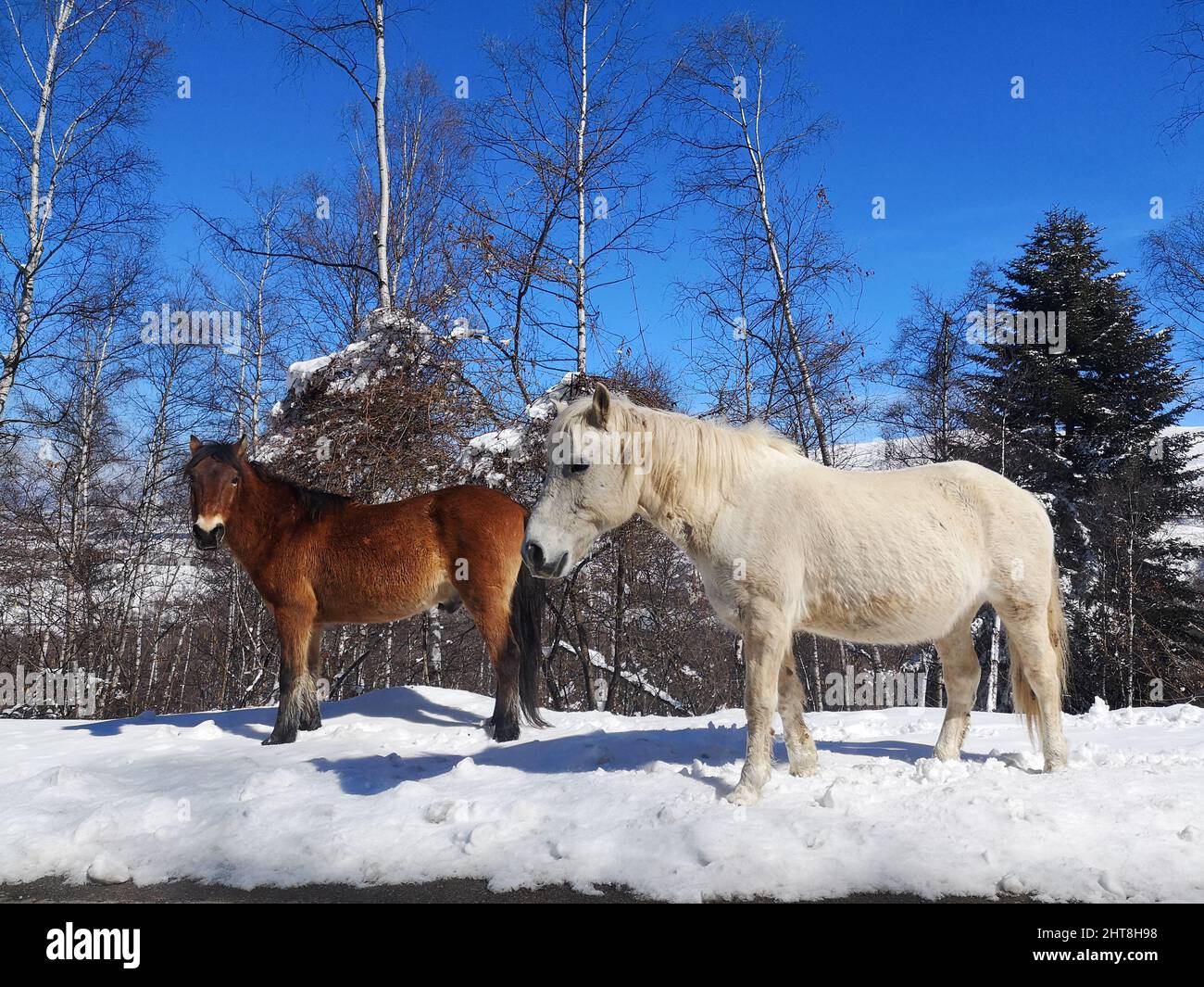 Yakut horses hi-res stock photography and images - Alamy