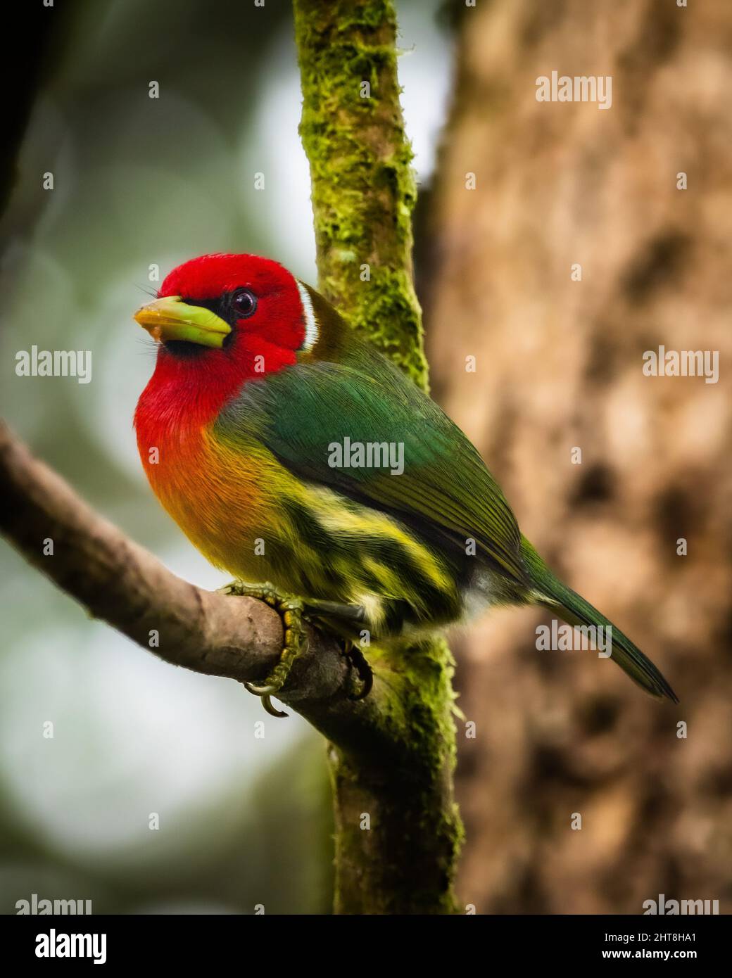 Vertical shot of a red headed barbet from Costa Rica Stock Photo - Alamy