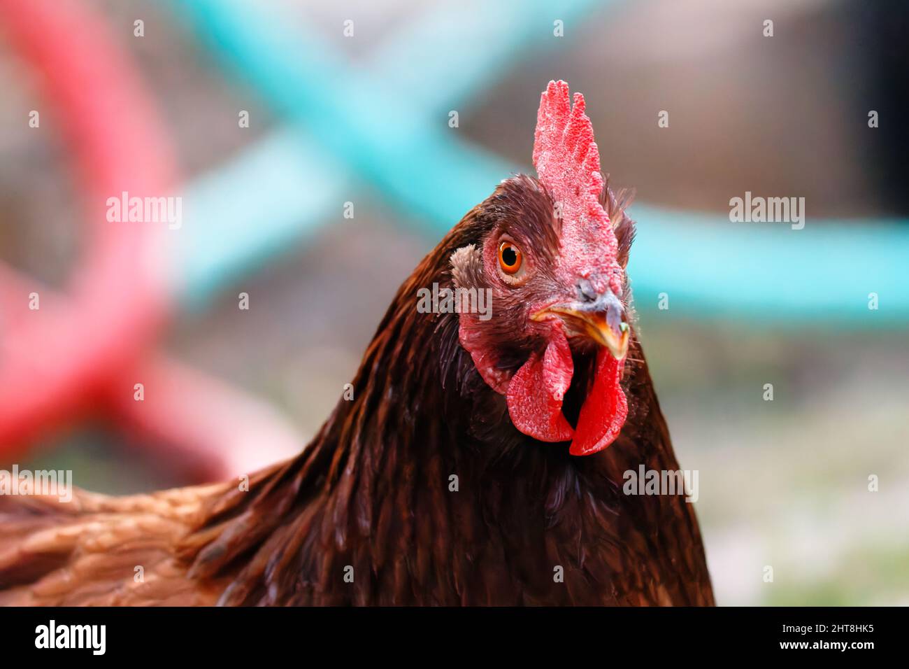 Close-up shot of a red hen isolated on a blurry background Stock Photo ...