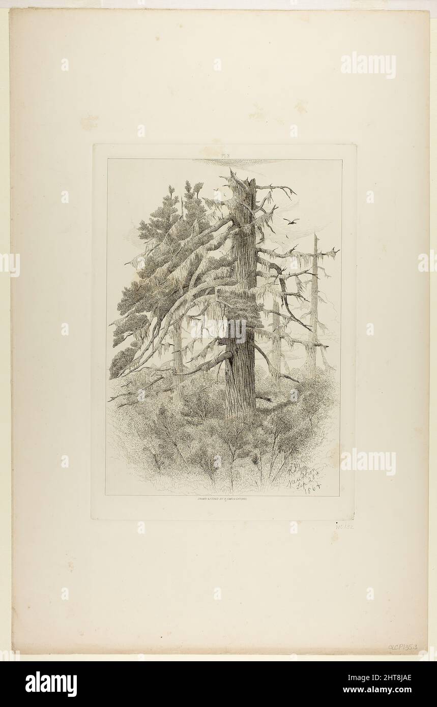 Old Trees at Naushon Island, 1864 Stock Photo - Alamy