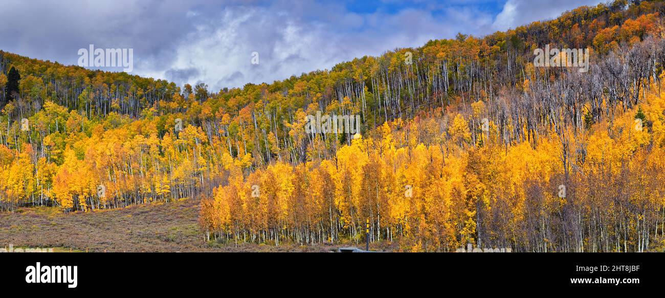 Daniels Summit autumn quaking aspen leaves by Strawberry Reservoir in ...