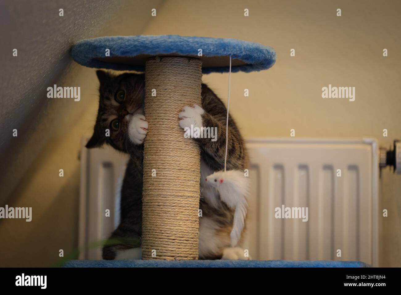 Cute cat playing with a large toy spool of thread Stock Photo - Alamy