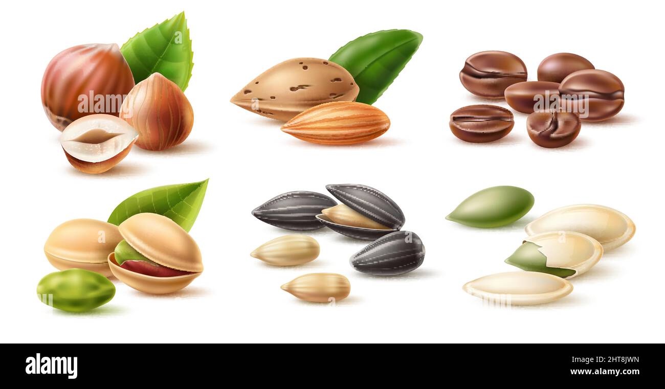Realistic nuts and seeds. Natural snacks with leaves. Healthy products ...