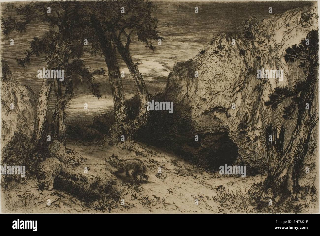 The Coyote - Arizona, 1880 Stock Photo - Alamy