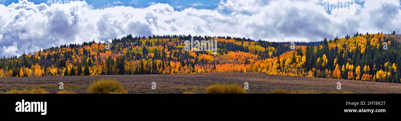 Daniels Summit autumn quaking aspen leaves by Strawberry Reservoir in ...