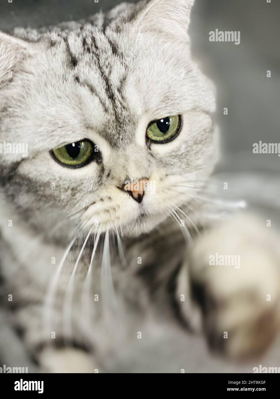 Vertical shot of a sad tabby cat Stock Photo - Alamy