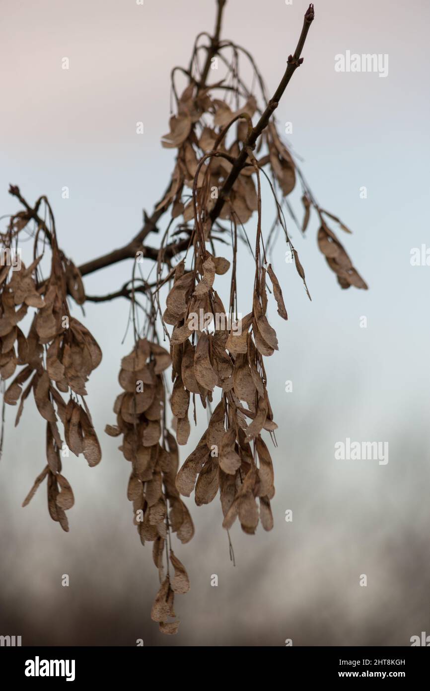 Vertical shot of dry ash tree Stock Photo - Alamy