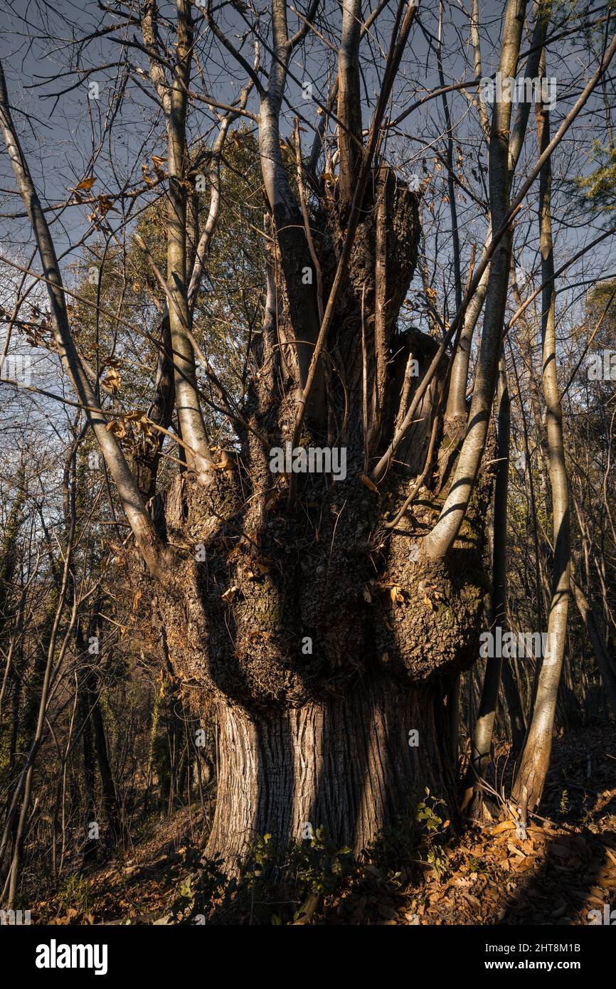 Vertical closeup of the chestnut tree in the forest. Viladrau ...
