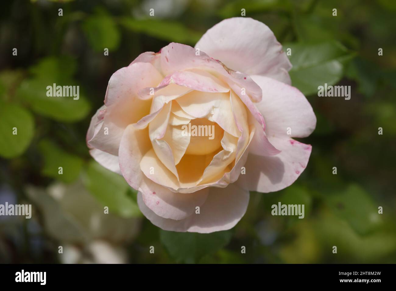 Austrian celebration hi-res stock photography and images - Alamy