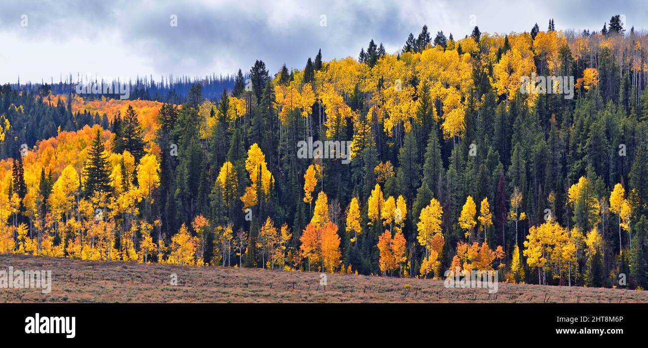 Daniels Summit autumn quaking aspen leaves by Strawberry Reservoir in ...