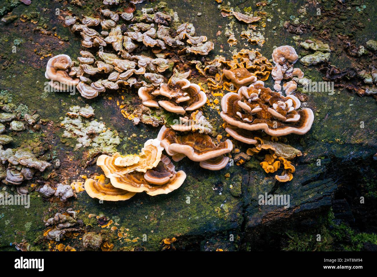 Closeup of Trametes versicolor, also known as Coriolus versicolor and ...