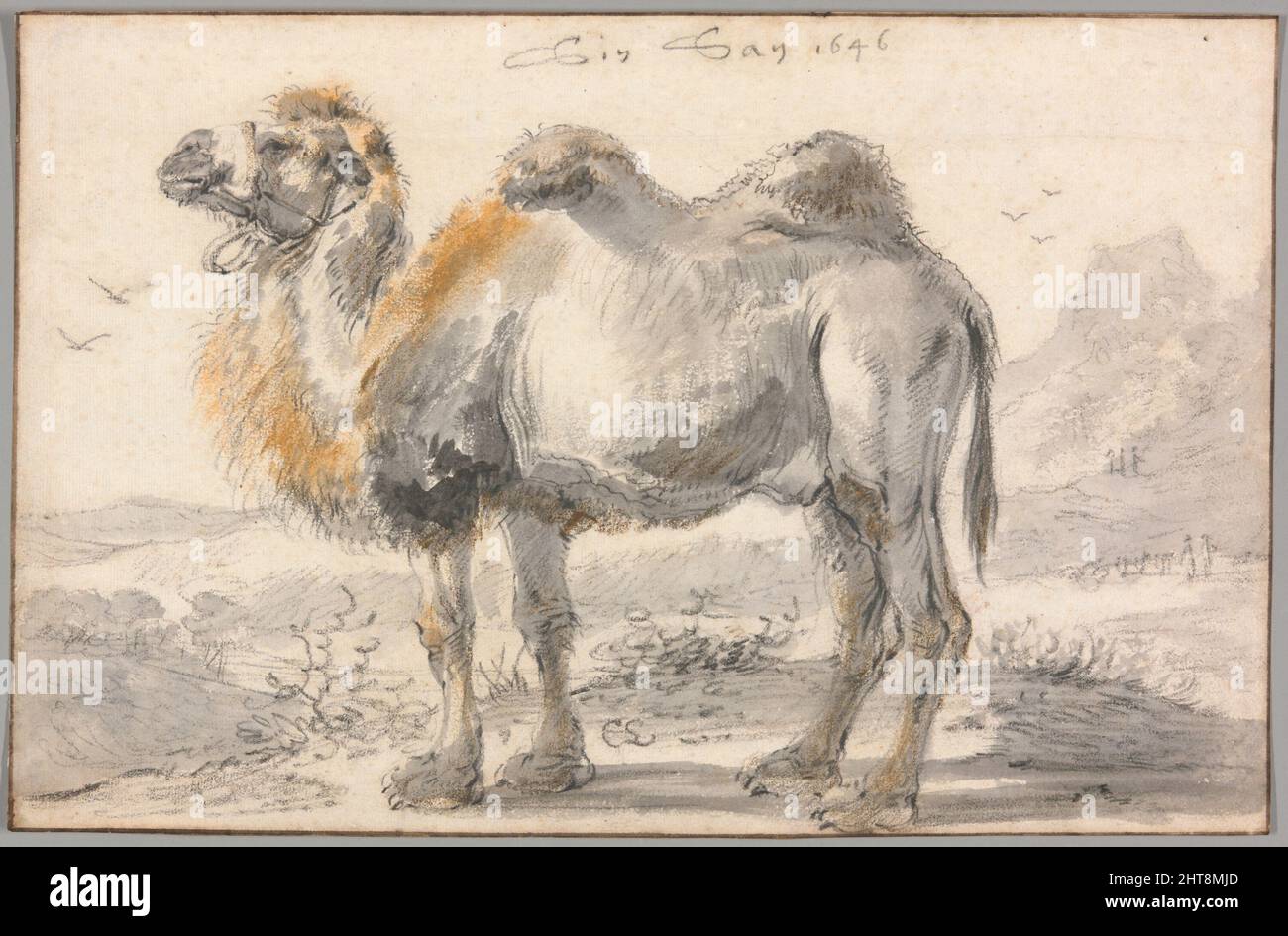 Camel drawings hi-res stock photography and images - Alamy