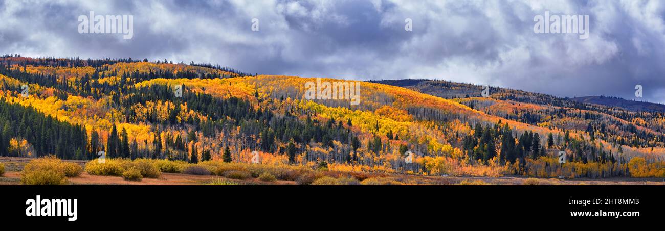 Daniels Summit autumn quaking aspen leaves by Strawberry Reservoir in ...