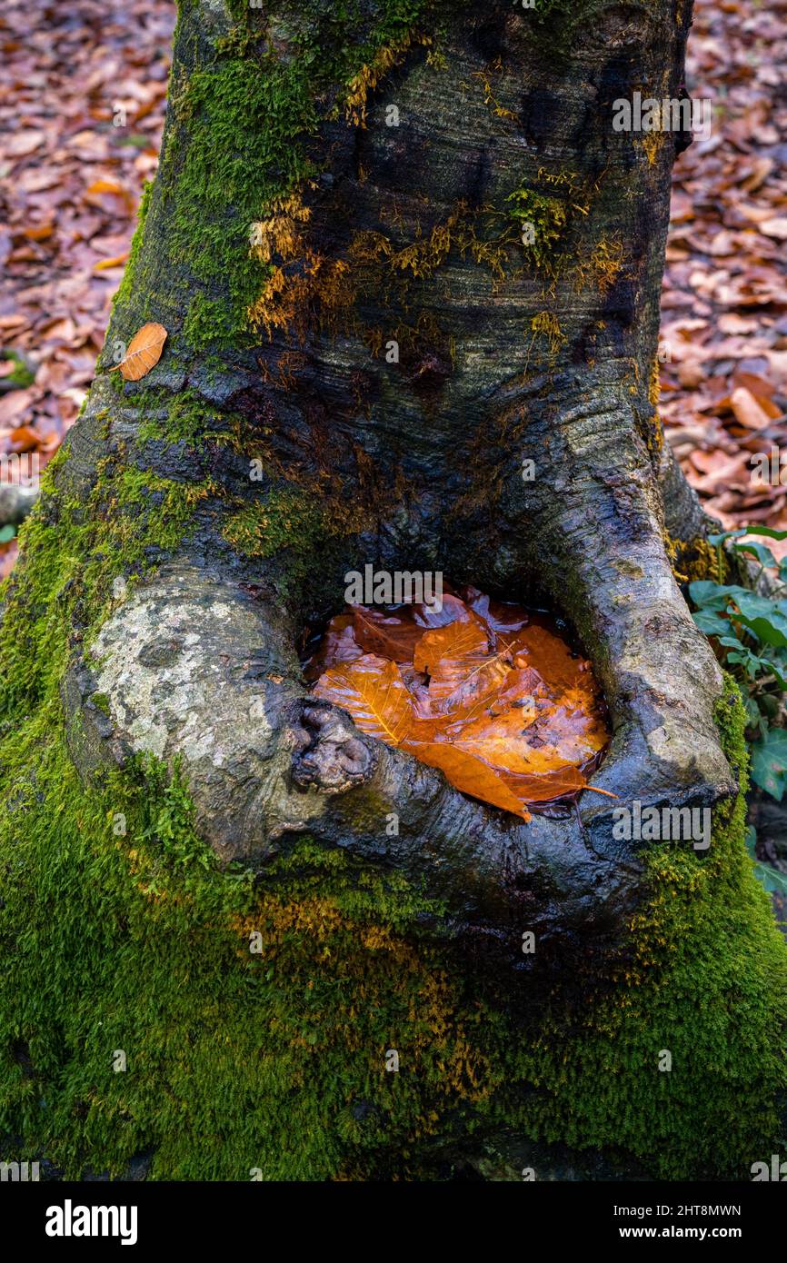 Vertical closeup of the autumn leaves in a small puddle inside a tree ...