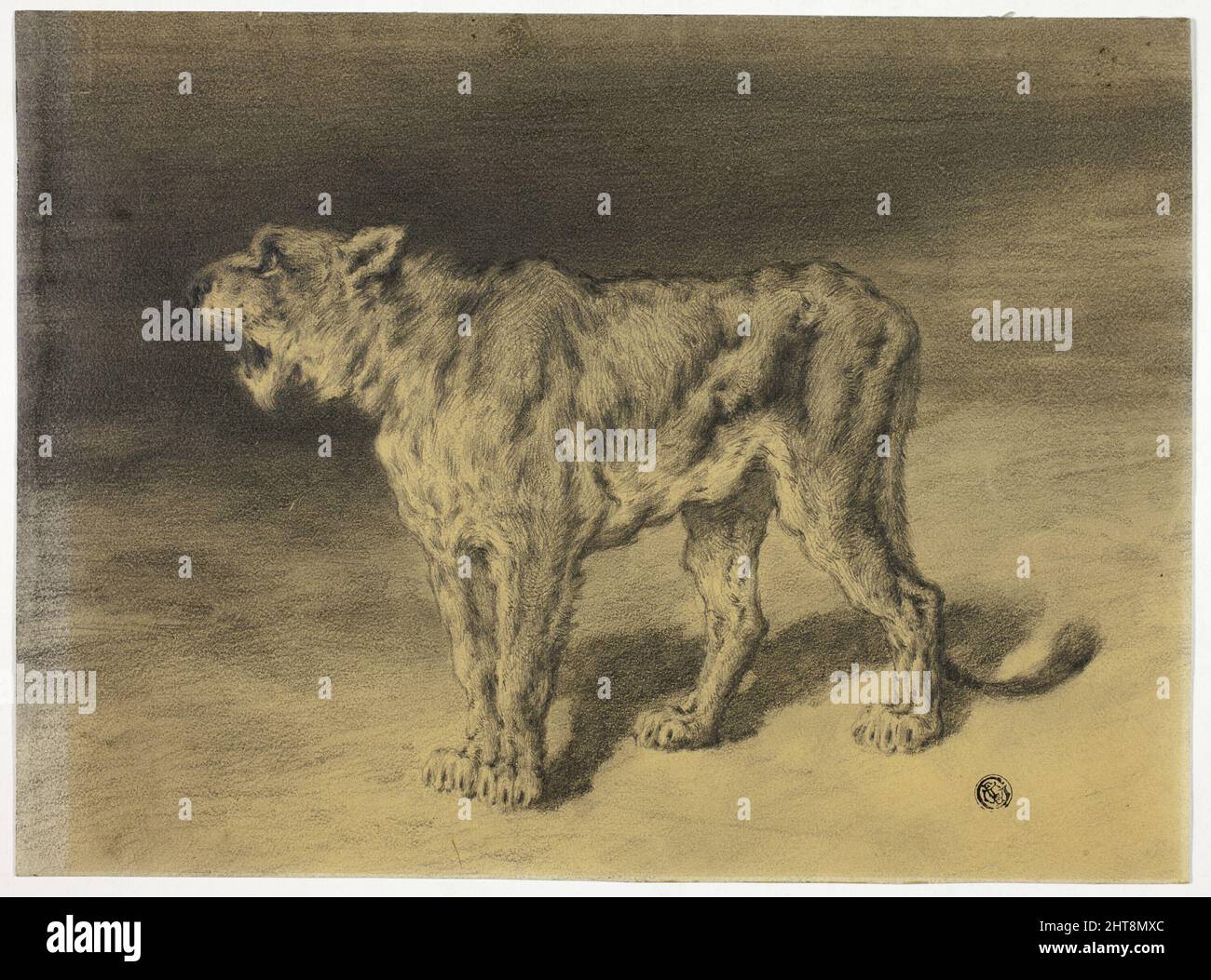 Lioness Roaring, n.d Stock Photo - Alamy