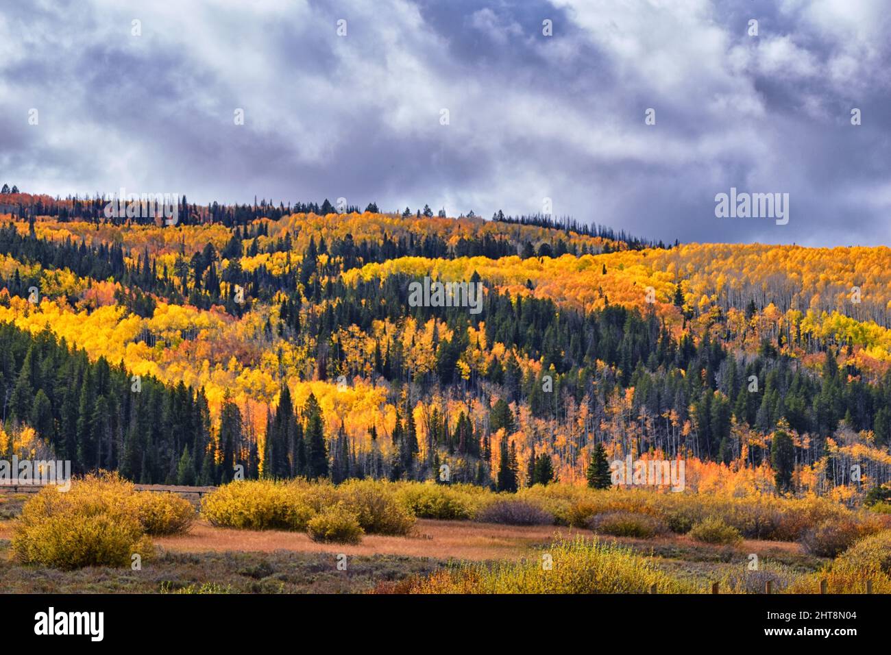 Daniels Summit autumn quaking aspen leaves by Strawberry Reservoir in ...