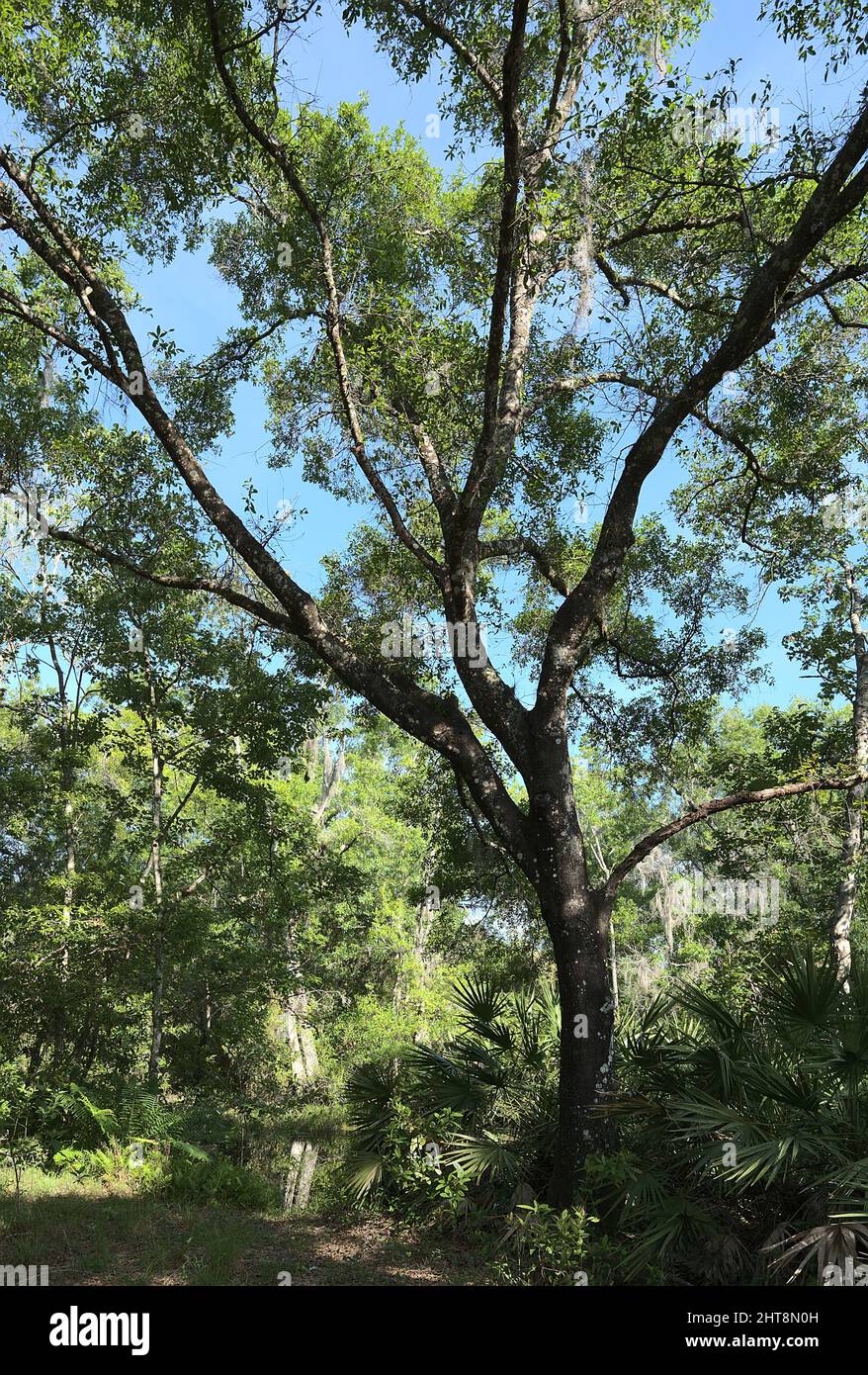 Old swamp tree hi-res stock photography and images - Alamy
