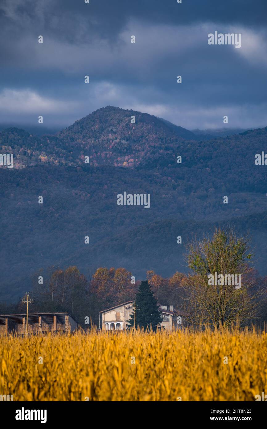 Vertical shot of the beautiful golden field against the background of ...