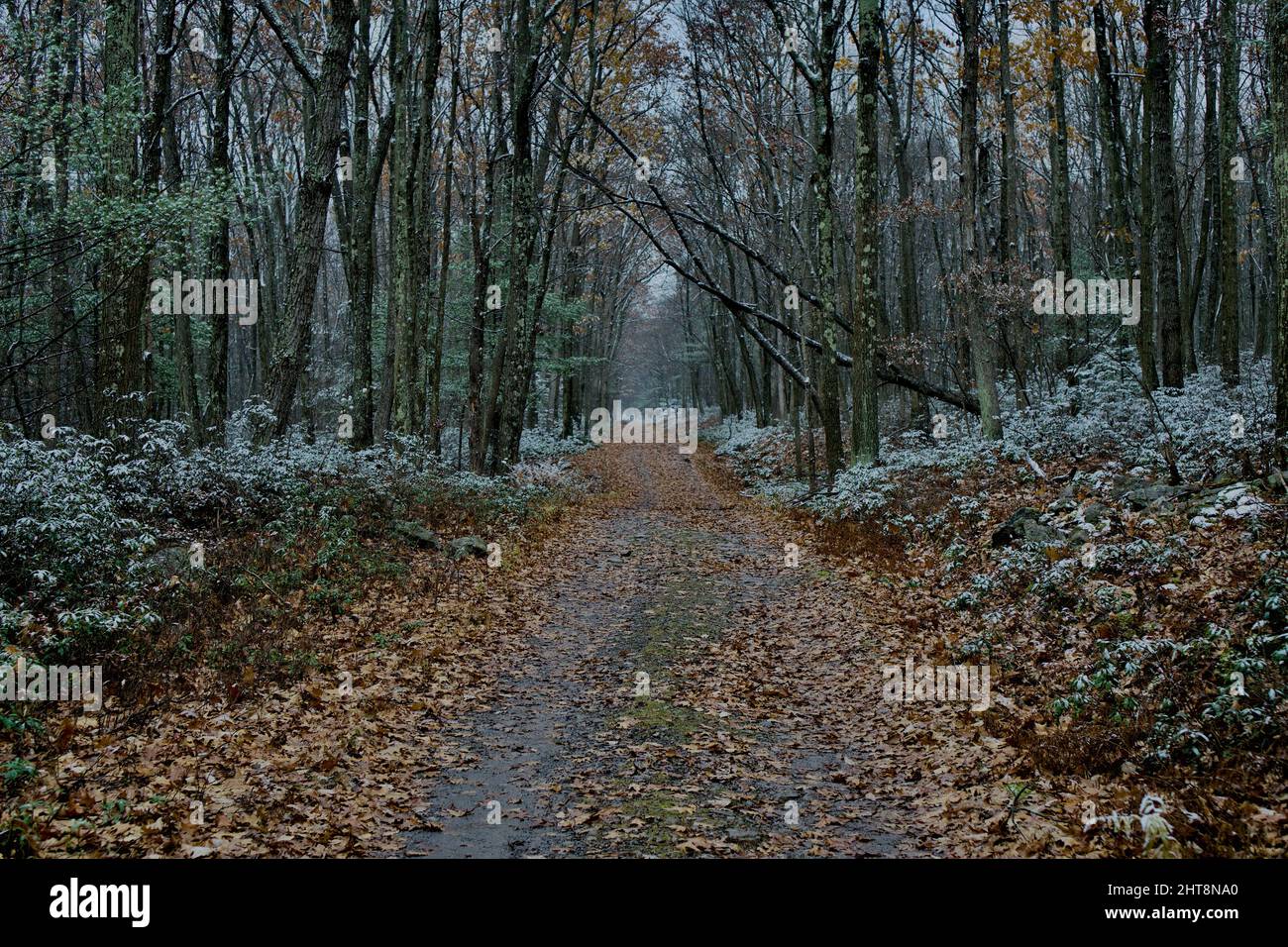 Long path in a forest in a gloomy autumnal day Stock Photo - Alamy