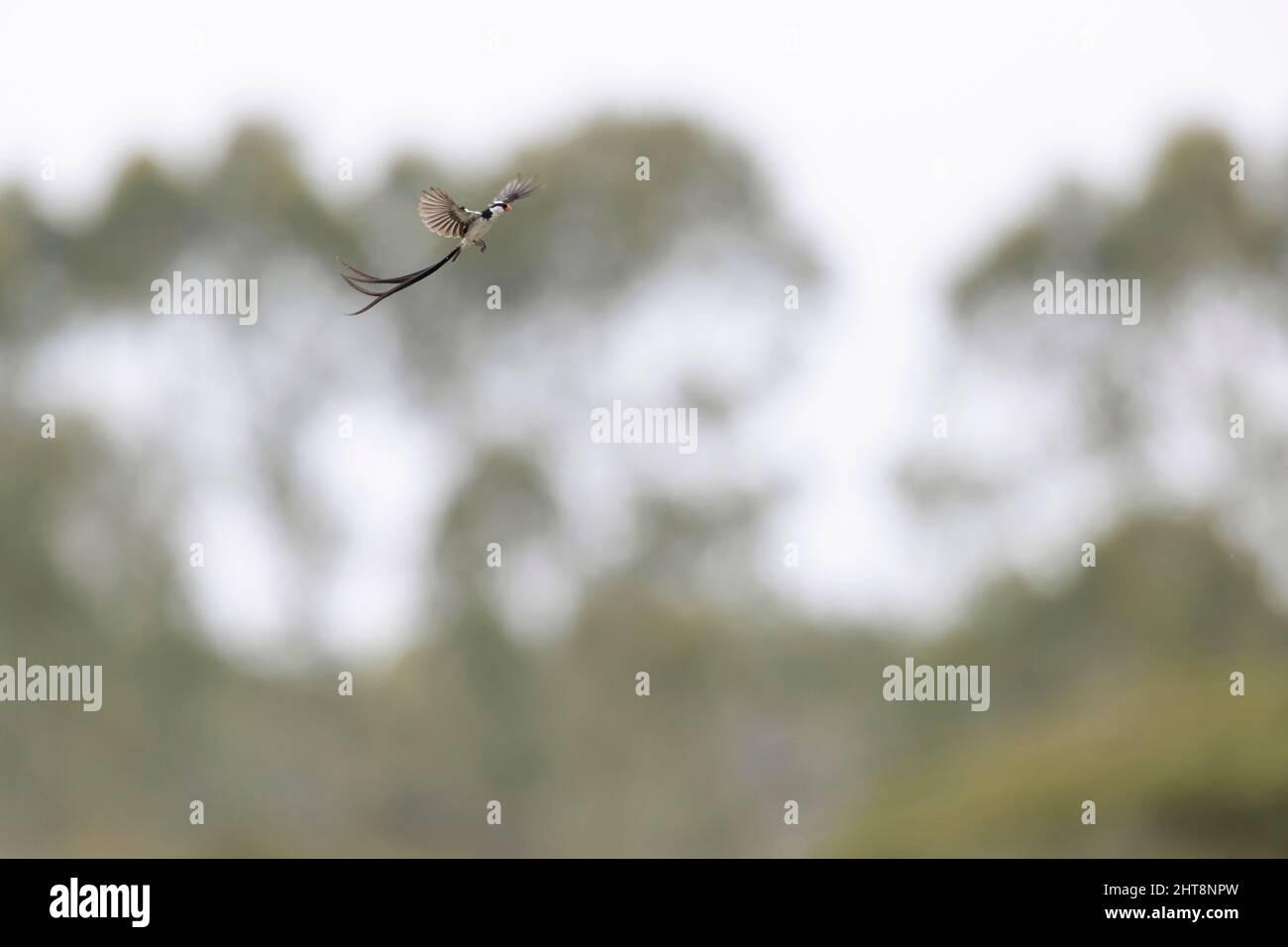 A pin-tailed whydah (Vidua macroura) in courtship flight Stock Photo ...