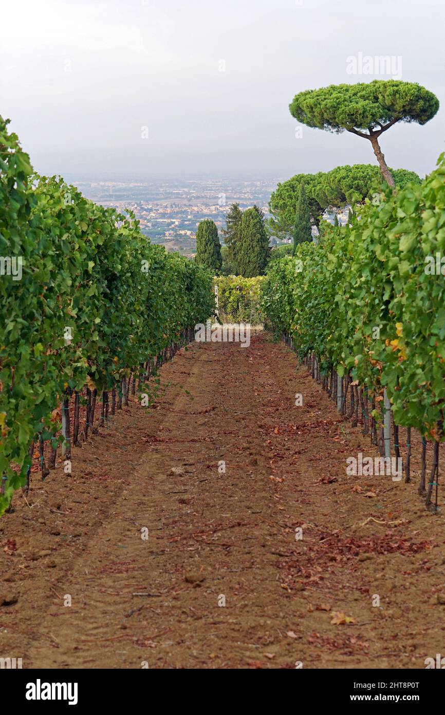 Vineyard vines row spacing in Italy autumn day Stock Photo - Alamy
