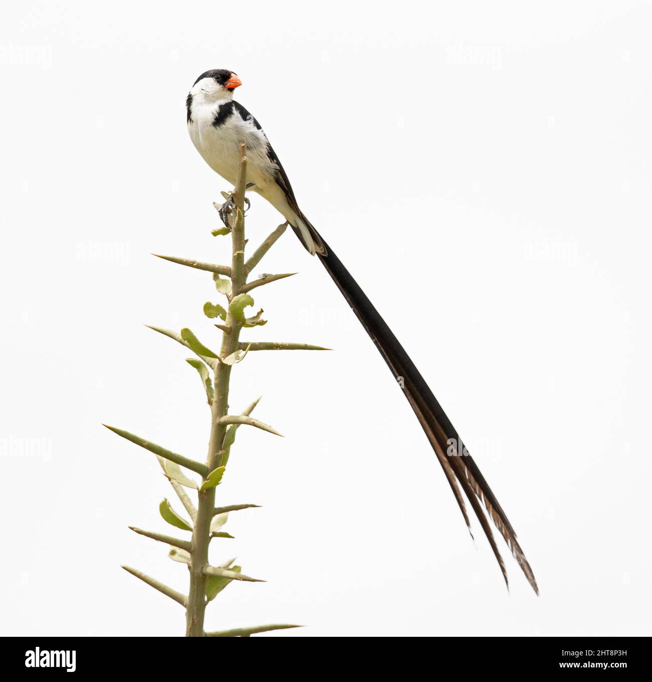 A pin-tailed whydah (Vidua macroura) perched in a tree Stock Photo - Alamy
