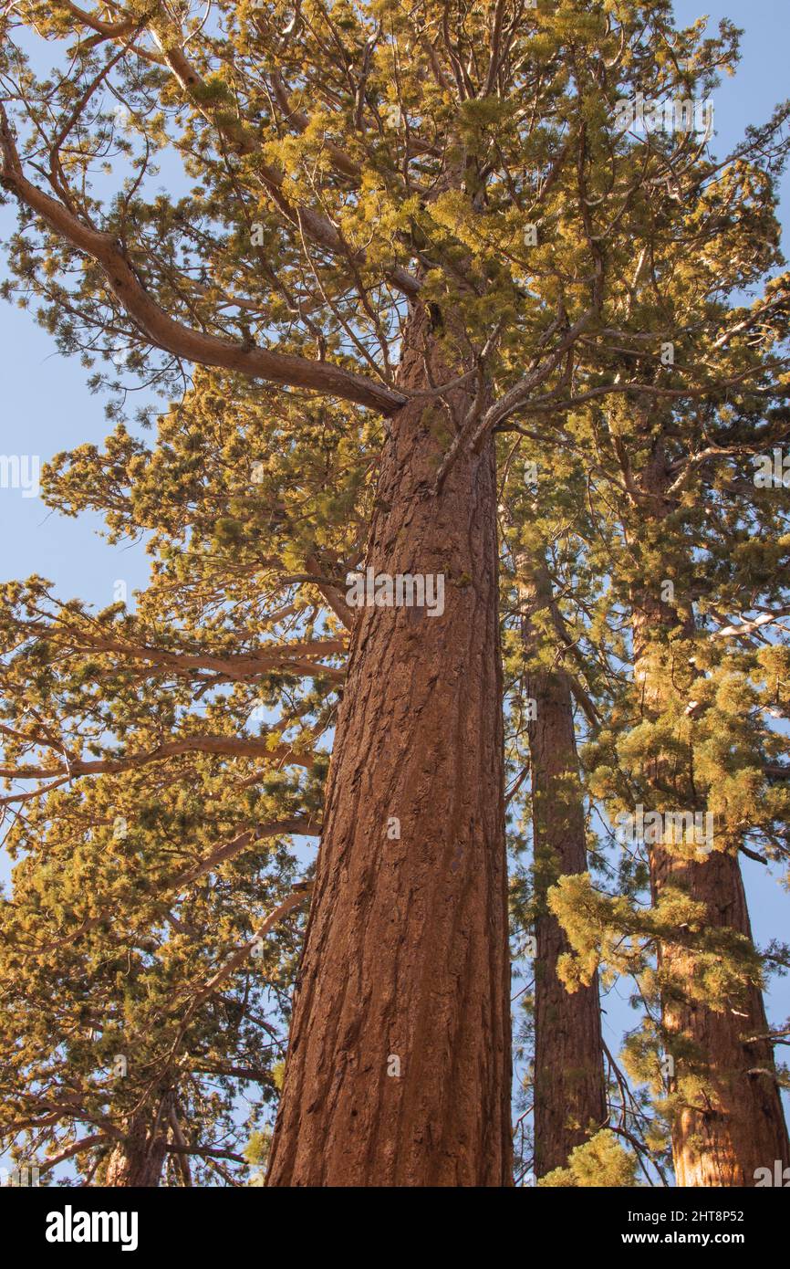 Autumnal natural landscape from Yosemite National Park, California ...
