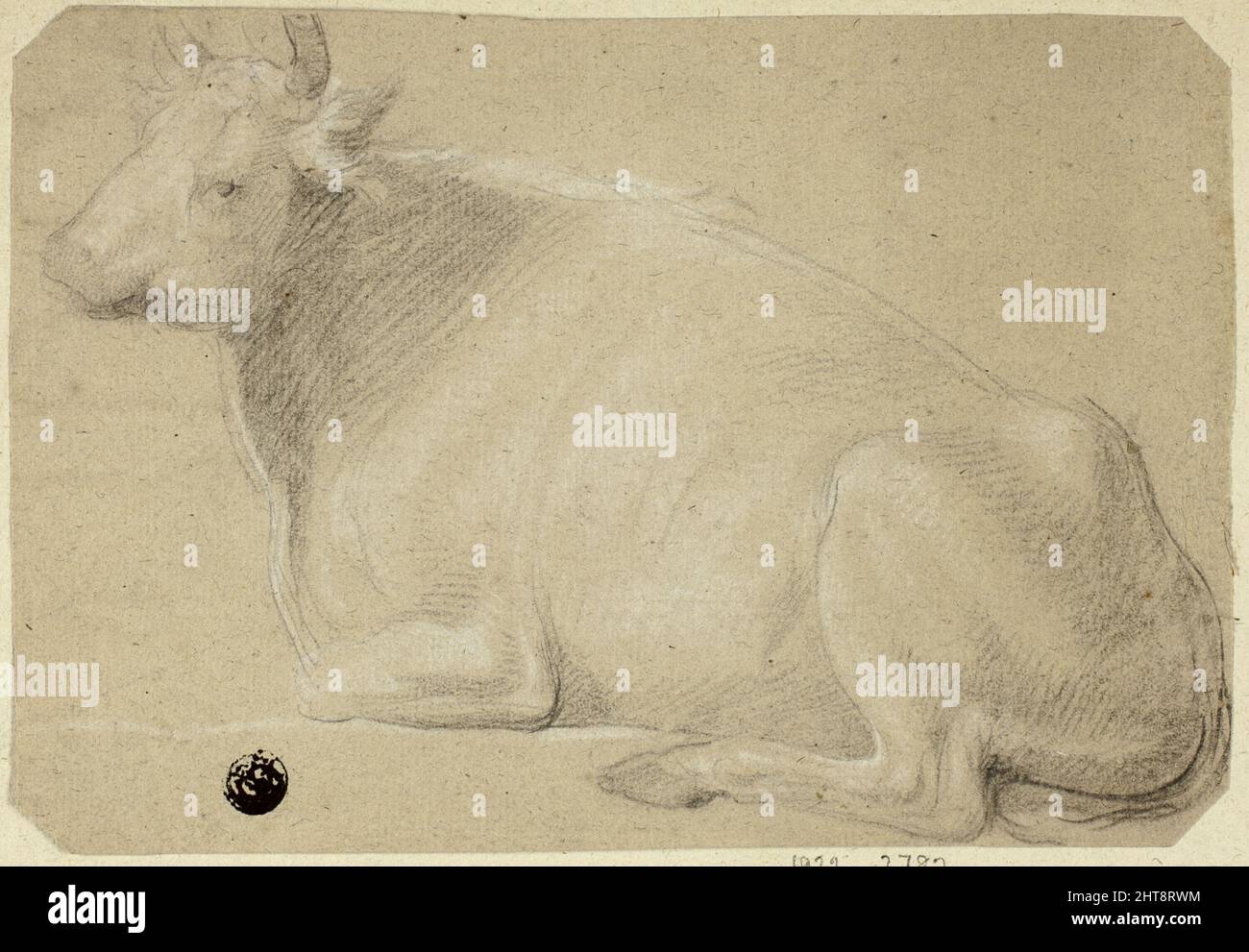 Cow Lying on Haunches, n.d Stock Photo - Alamy