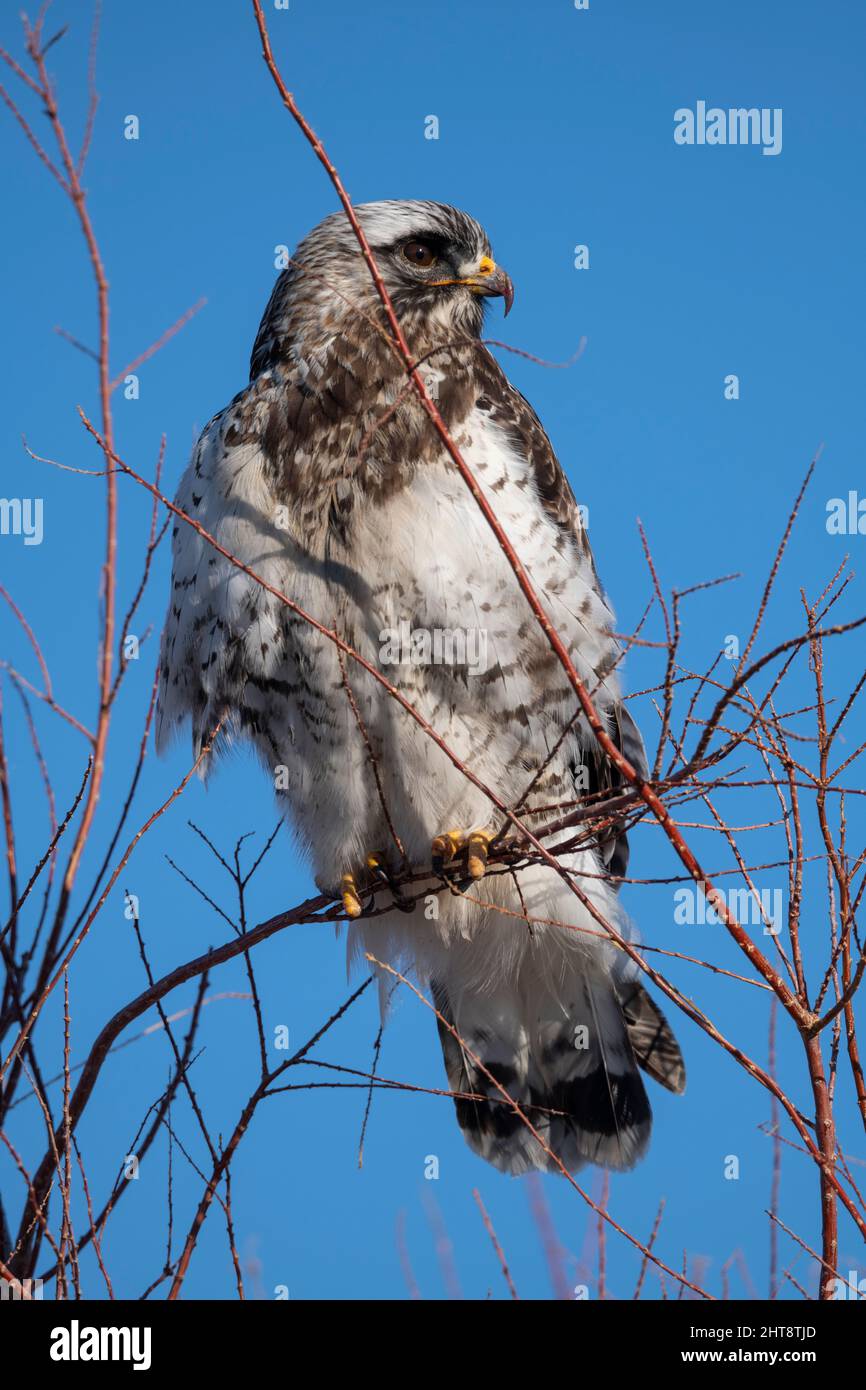 Rough-legged hawk (light phase Stock Photo - Alamy