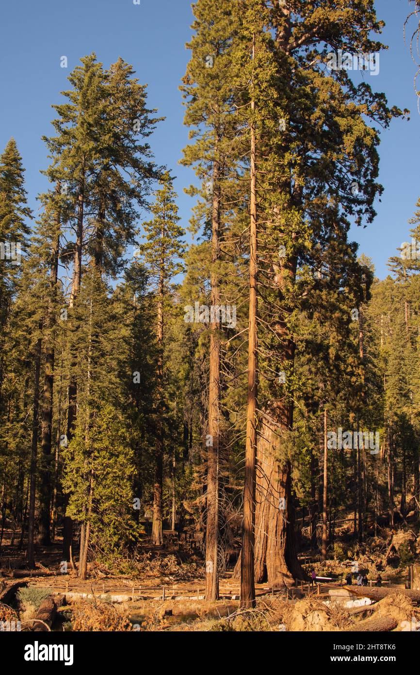 Autumnal natural landscape from Yosemite National Park, California ...