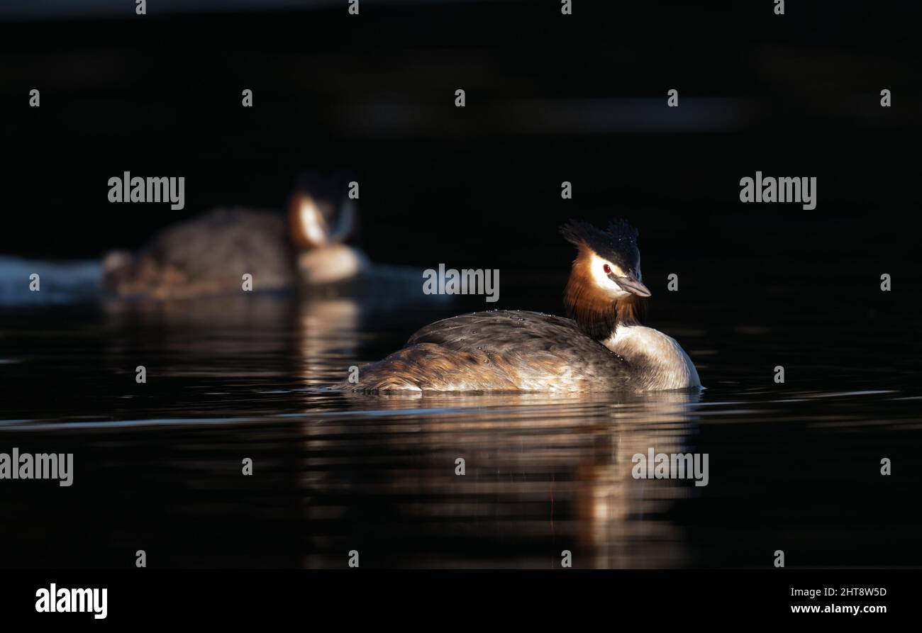Great crested grebes Stock Photo - Alamy