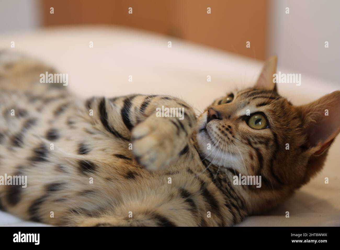 Beautiful bengal cat looking at camera High quality Stock Photo - Alamy