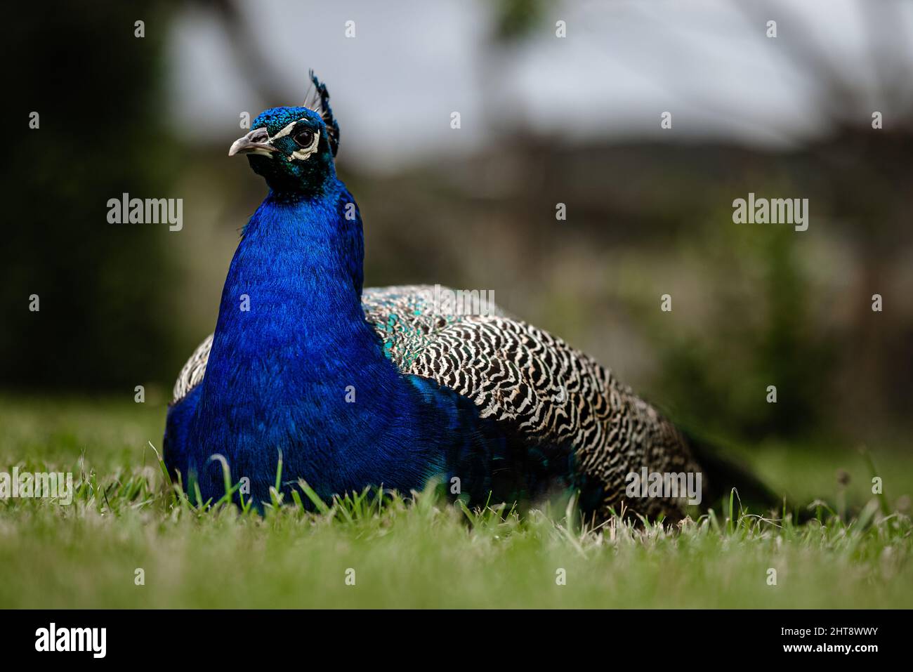 Indian peafowl (Pavo cristatus), also known as the common peafowl, and ...