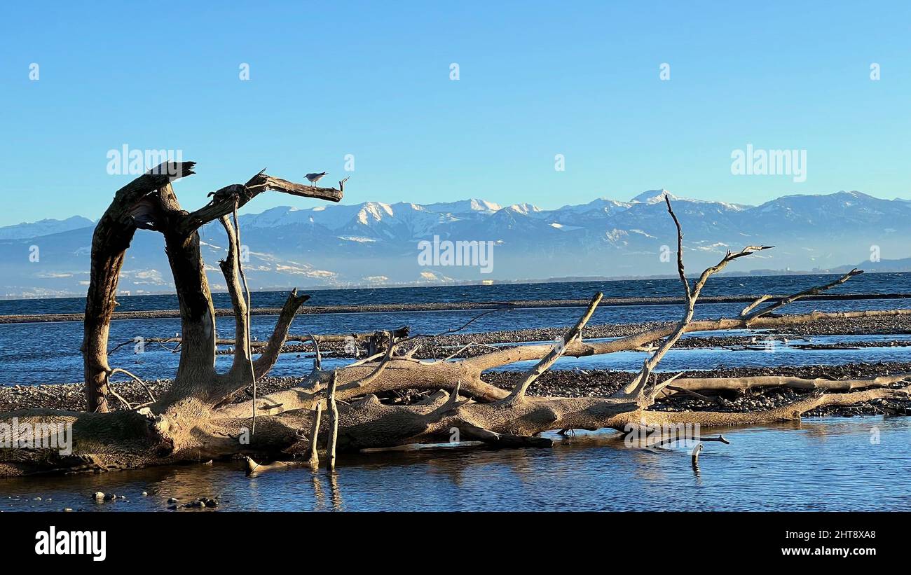 Old dead tree with branches in Lake Constance, Germany Stock Photo - Alamy