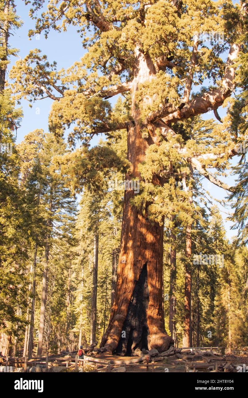 Autumnal natural landscape from Yosemite National Park, California ...