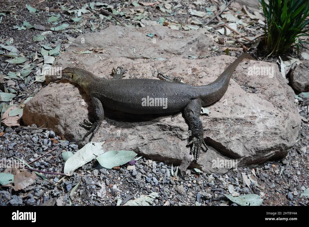 Closeup of a Bengal monitor Stock Photo - Alamy