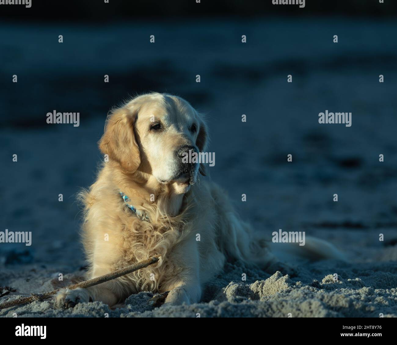 Cute golden retriever dog sitting on the sand Stock Photo - Alamy