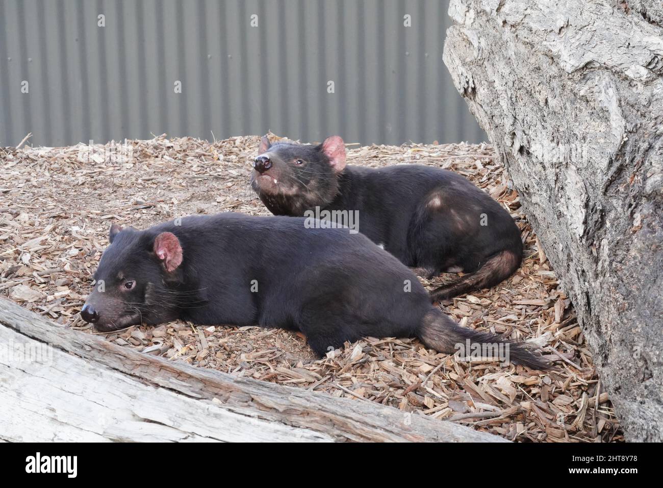 Tasmanian devils endangered hi-res stock photography and images - Alamy