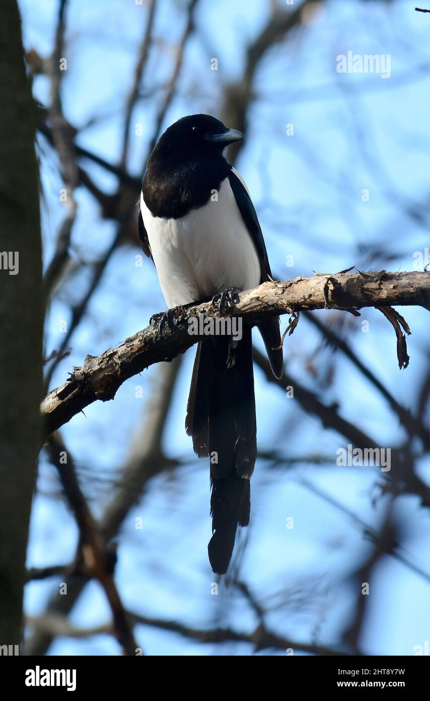 Eurasian magpie or common magpie, Elster, Pie bavarde, Pica pica ...