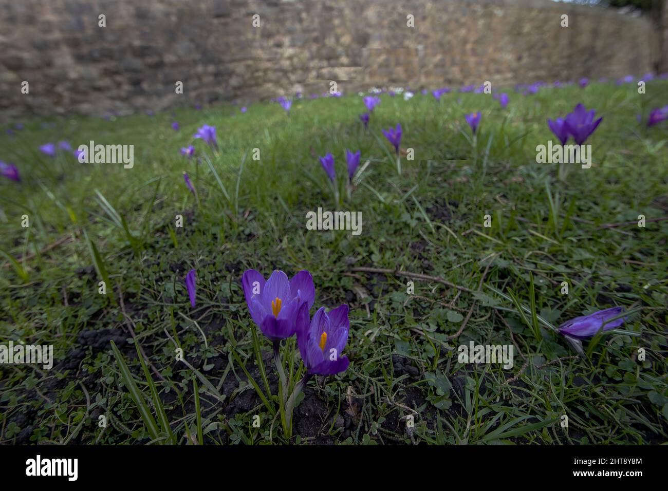 Crocus tommasinianus ’lilac beauty’ hi-res stock photography and images ...