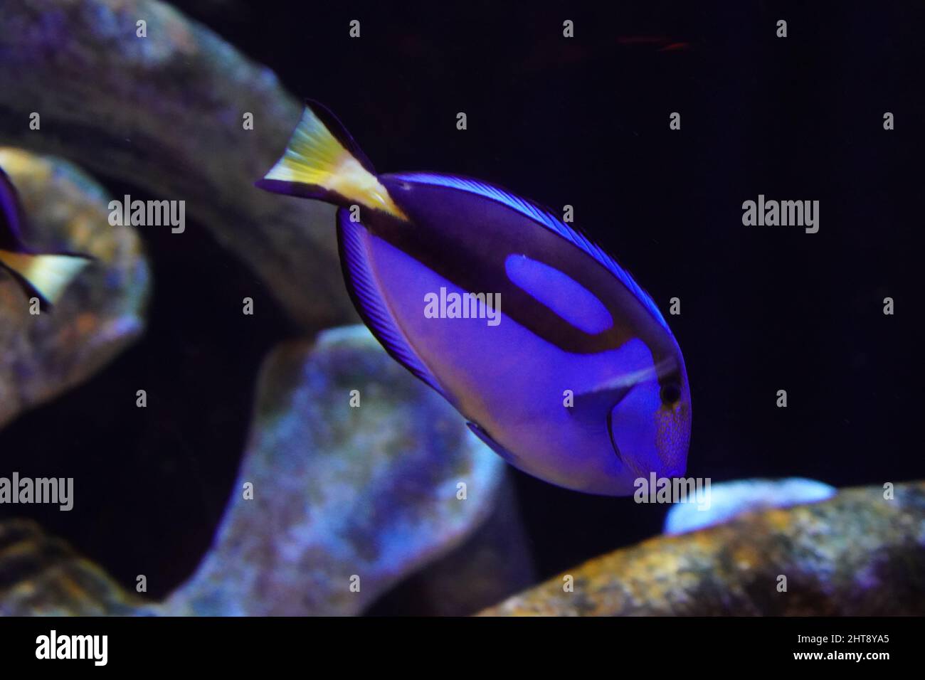 Royal blue tang hi-res stock photography and images - Alamy