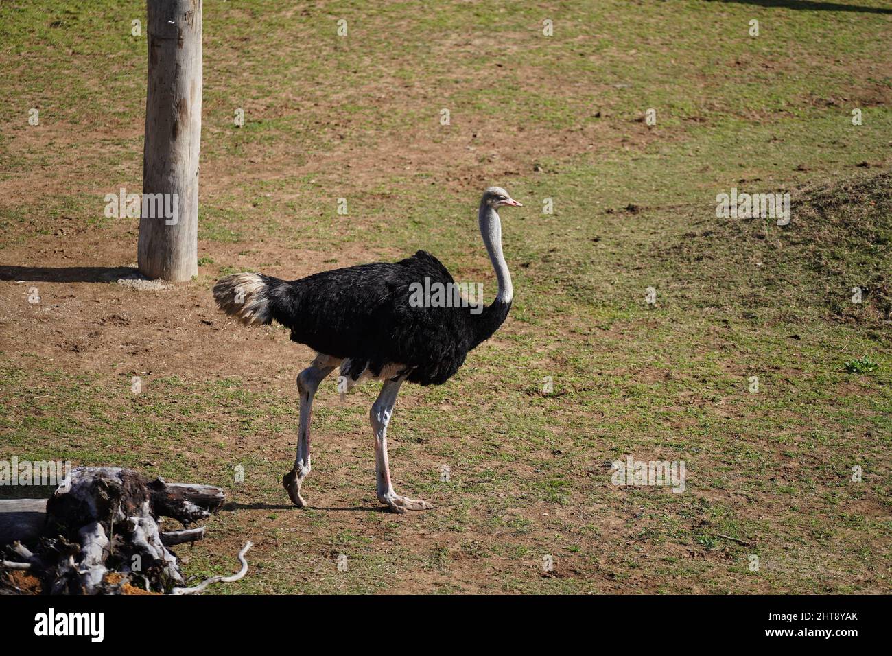 Closeup of a Common ostrich in the zoo Stock Photo - Alamy