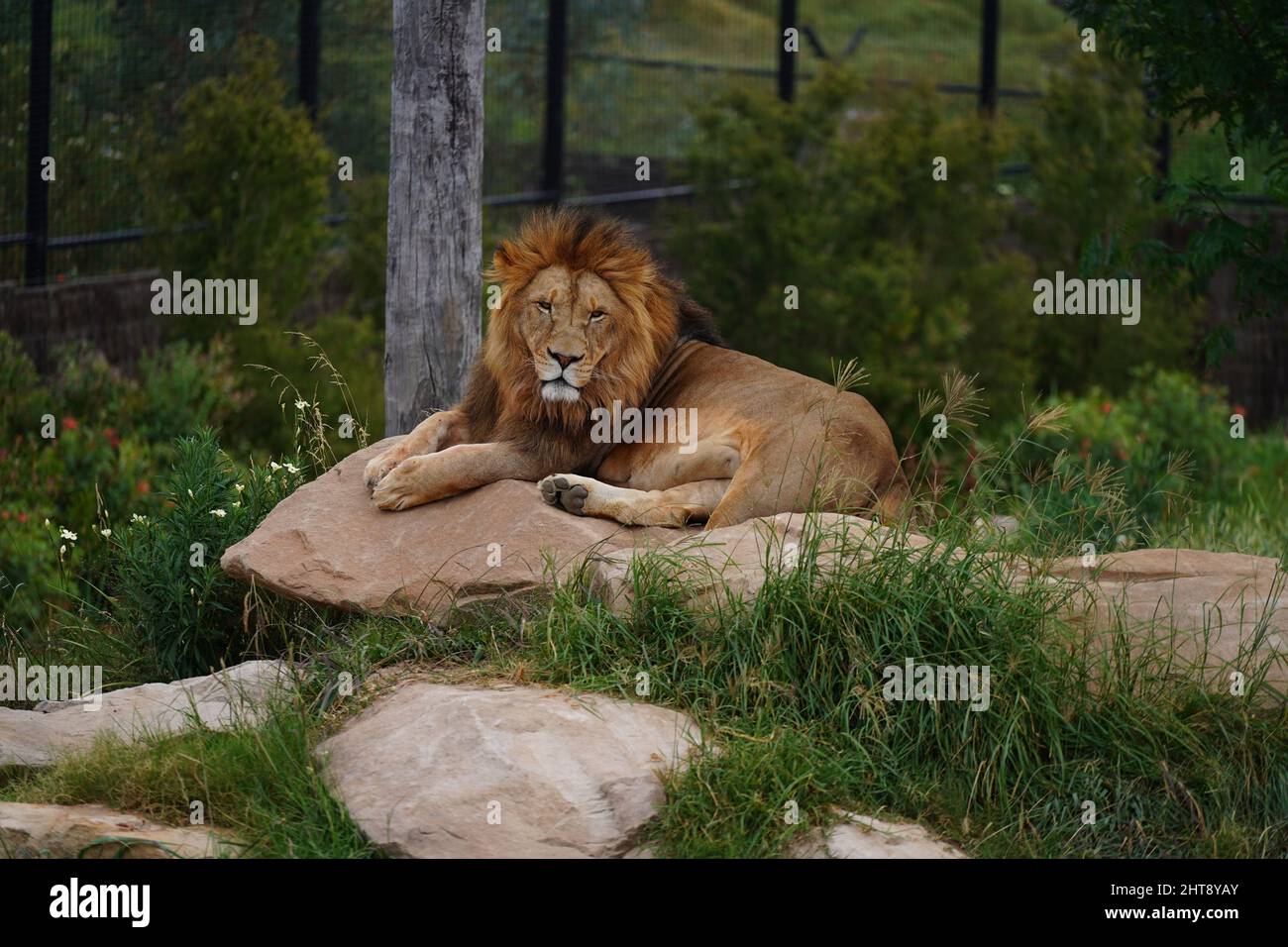 Lion pile hi-res stock photography and images - Alamy