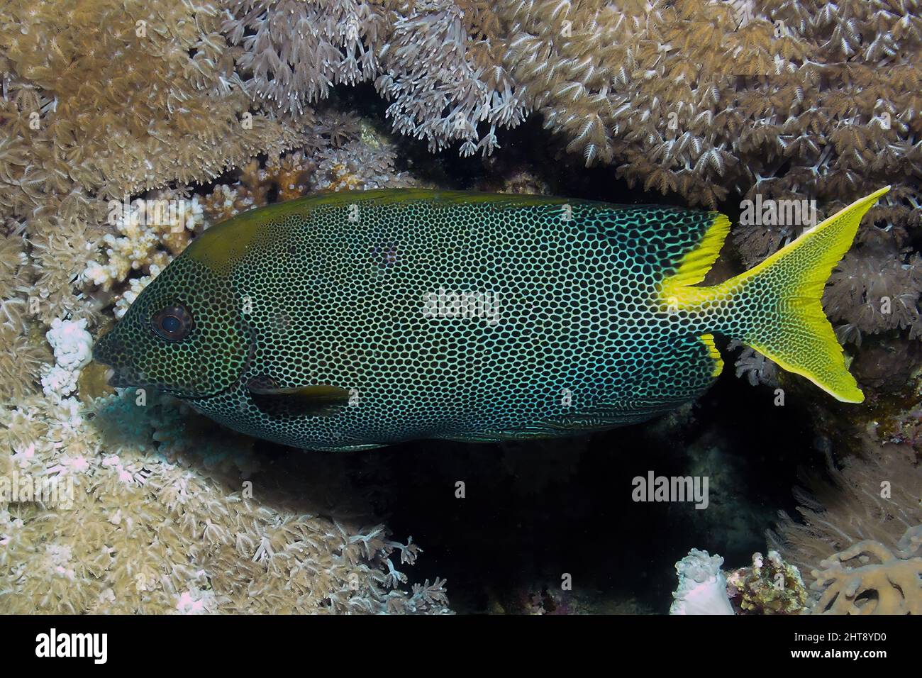 A Starry Rabbitfish (Siganus Stellatus) in the Red Sea, Egypt Stock ...
